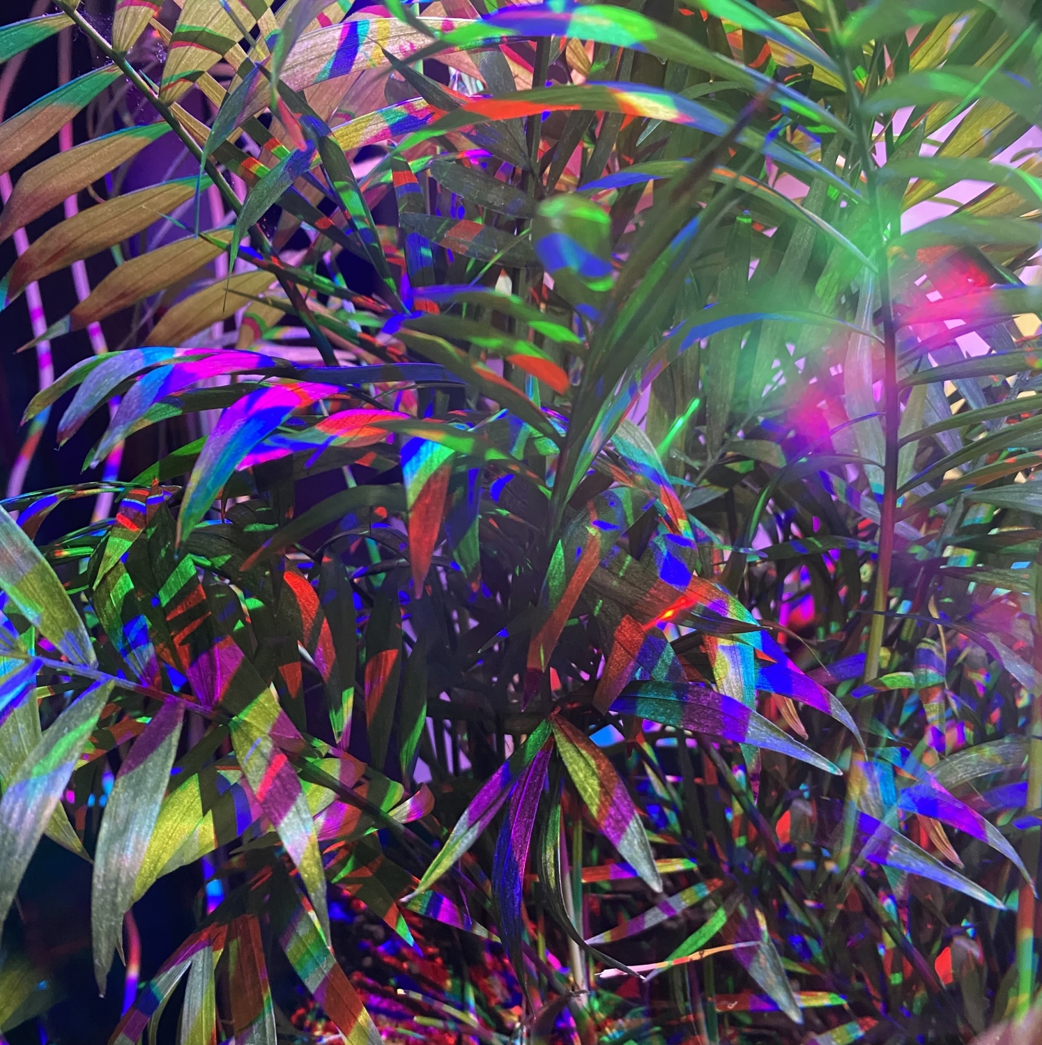 Francis A. Willey Exhibition - The Collectors' Gallery of Art