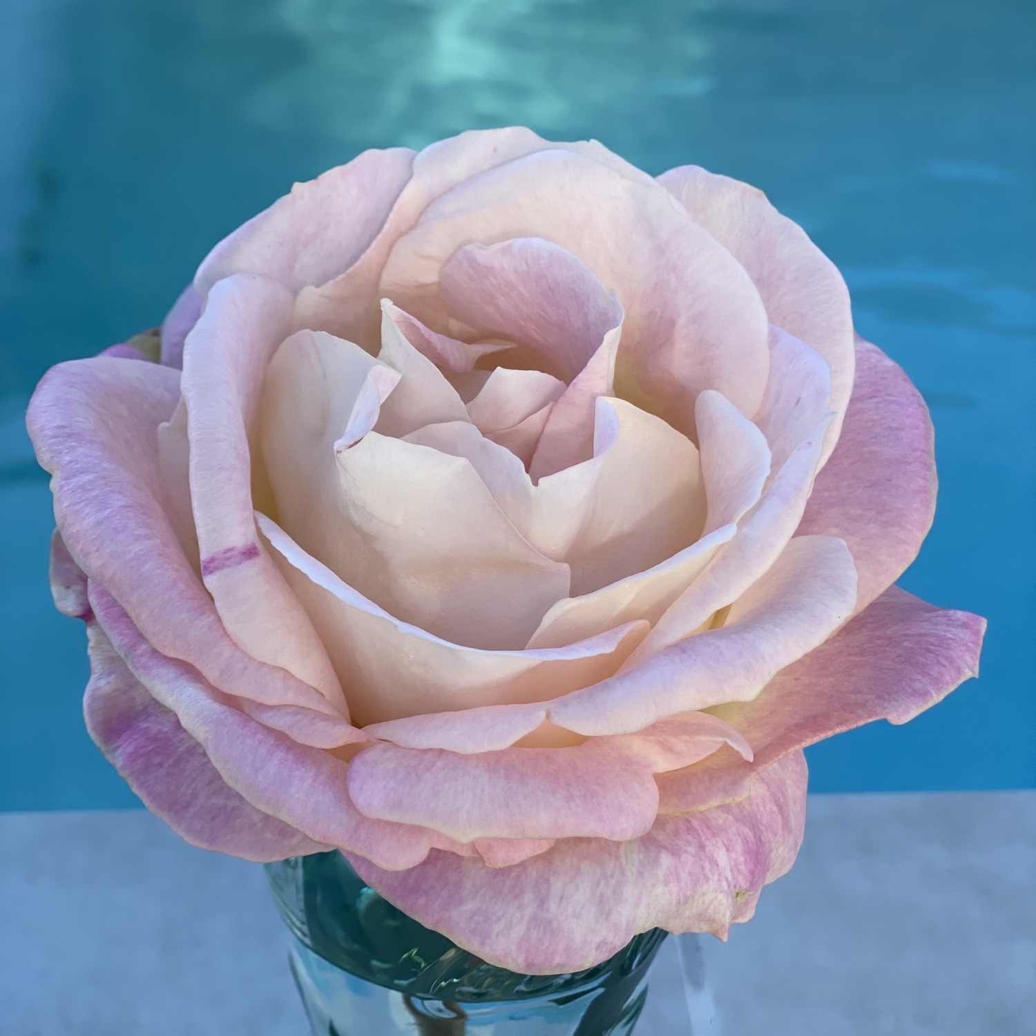 Francis A. Willey Exhibition - The Collectors' Gallery of Art